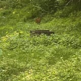 Olde Rope Mill Little River Trail, Georgia - 1,040 Reviews, Map | AllTrails