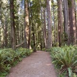 Stout Memorial Grove Trail, California - 2,627 Reviews, Map | AllTrails
