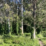 Slacker Hill via Morning Sun, Alta, SCA and Slacker Ridge, California ...