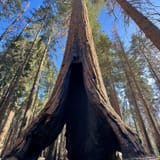 Muir Grove Trail, California - 373 Reviews, Map | AllTrails