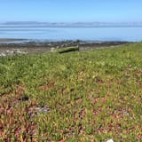 Bay Farm Island Loop Trail, California - 1,183 Reviews, Map | AllTrails