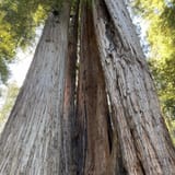 Tall Trees Grove Loop Trail, California - 2,331 Reviews, Map | AllTrails