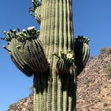 Gateway Loop Trail, Arizona - 11,920 Reviews, Map | AllTrails