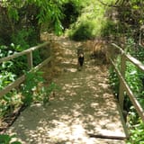 Two Trees Trail, California - 1,389 Reviews, Map | AllTrails