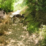 Two Trees Trail, California - 1,419 Reviews, Map | AllTrails