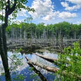 Douglas Forest Wallis Pond Loop Trail, Massachusetts - 929 Reviews, Map ...