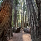 Stout Memorial Grove Trail, California - 2,627 Reviews, Map | AllTrails