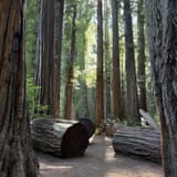Stout Memorial Grove Trail, California - 2,627 Reviews, Map | AllTrails