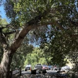 Moses Spring and Rim Trail Loop, California - 2,553 Reviews, Map ...