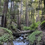 Tanbark Trail and Tin House Loop, California - 1,411 Reviews, Map ...