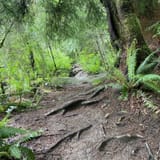 Heybrook Ridge via Leovy Trail, Washington - 1,681 Reviews, Map | AllTrails