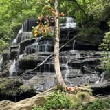 Yellow Branch Falls Trail, South Carolina - 2,772 Reviews, Map | AllTrails