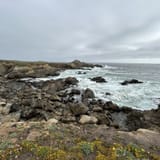 Salt Point Trail to Stump Beach, California - 635 Reviews, Map | AllTrails
