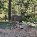 Thomas Trail Loop, Colorado - 1,210 Reviews, Map | AllTrails