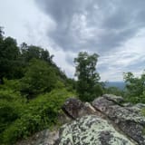 George W. Disney Trail, Georgia - 587 Reviews, Map | AllTrails