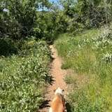 Red Butte Canyon Overlook, Utah - 538 Reviews, Map | AllTrails