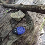Tecumseh Trail, Indiana - 294 Reviews, Map | AllTrails