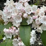 Hawksbill Mountain Trail, North Carolina - 4,247 Reviews, Map | AllTrails