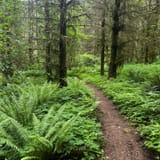 Moulton Falls and Mount Bell Loop, Washington - 1,101 Reviews, Map ...