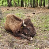 White Bison Loop, Missouri - 2,449 Reviews, Map | AllTrails