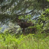 Iron Goat Trail, Washington - 1,486 Reviews, Map | AllTrails