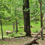 White Bison Loop, Missouri - 2,449 Reviews, Map | AllTrails
