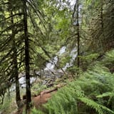 Alsea Falls and Green Peak Falls, Oregon - 1,184 Reviews, Map | AllTrails