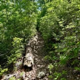 Kennedy Peak Loop, Virginia - 571 Reviews, Map | AllTrails