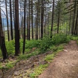 Oneonta Trail, Oregon - 724 Reviews, Map | AllTrails