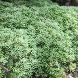 Inca Trail, Cusco, Peru - 498 Reviews, Map | AllTrails