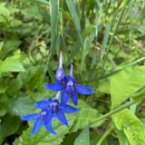 Oneonta Trail, Oregon - 724 Reviews, Map | AllTrails