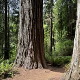 Cathedral Trees Trail to Prairie Creek Trail, California - 386 Reviews ...