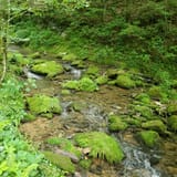 Cave River Valley Trail, Indiana - 206 Reviews, Map | AllTrails