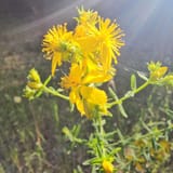 Foresthill Divide Loop, California - 1,142 Reviews, Map | AllTrails