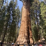 General Sherman Tree Trail, California - 2,934 Reviews, Map | AllTrails