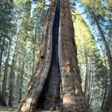 Boole Tree Loop, California - 194 Reviews, Map | AllTrails