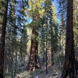 Boole Tree Loop, California - 194 Reviews, Map | AllTrails