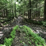Huckleberry Point Trail, New York - 1,777 Reviews, Map | AllTrails