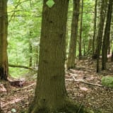 Sprague Brook Park Trail, New York - 1,368 Reviews, Map | AllTrails