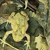 Sprague Brook Park Trail, New York - 1,368 Reviews, Map | AllTrails