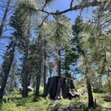 Boole Tree Loop, California - 194 Reviews, Map | AllTrails