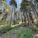 Boole Tree Loop, California - 194 Reviews, Map | AllTrails