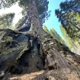 Boole Tree Loop, California - 194 Reviews, Map | AllTrails