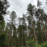 Old Pale Hill and Delamere Forest, Cheshire, England - 1,032 Reviews ...