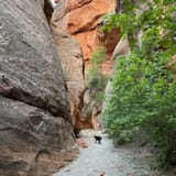 Spring Creek Canyon, Utah - 1,308 Reviews, Map | AllTrails