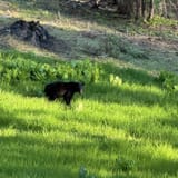 Muir Grove Trail, California - 382 Reviews, Map | AllTrails