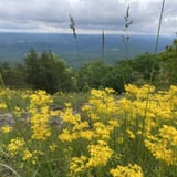 Buffalo Mountain Trail, Virginia - 736 Reviews, Map | AllTrails