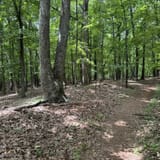 Chestnut Ridge Trail, Virginia - 470 Reviews, Map | AllTrails