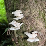 Wildside Trail, Washington - 199 Reviews, Map | AllTrails