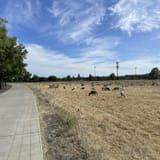 North Natomas Loop, California - 517 Reviews, Map | AllTrails
